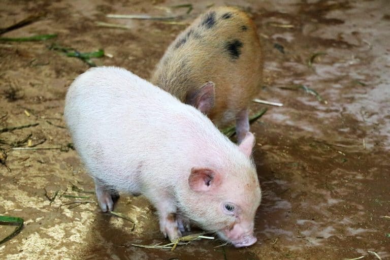 Was fressen Schweine? Ideales Schweinefutter und richtiges Füttern ...