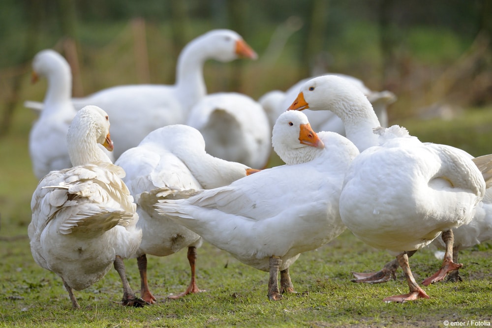 Gänserassen von A-Z: Hausgänse, kleine und schwere Rassen ...