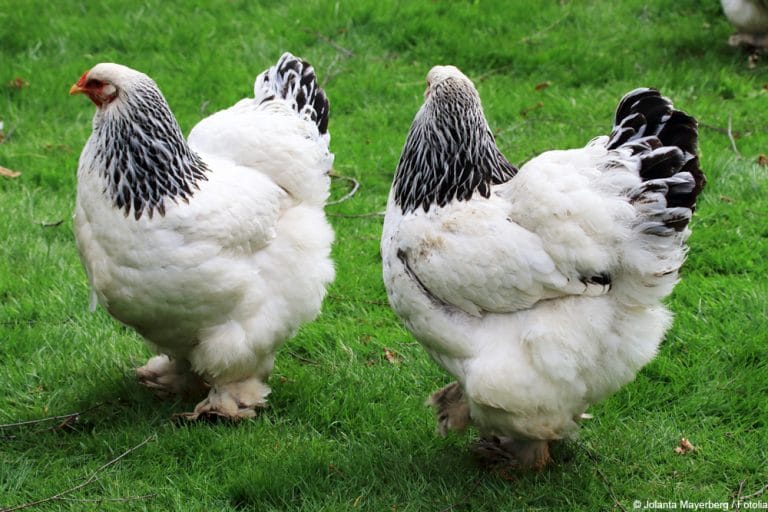 Hühnerrassen | Übersicht der Hühnerarten von A-Z mit Bild ...