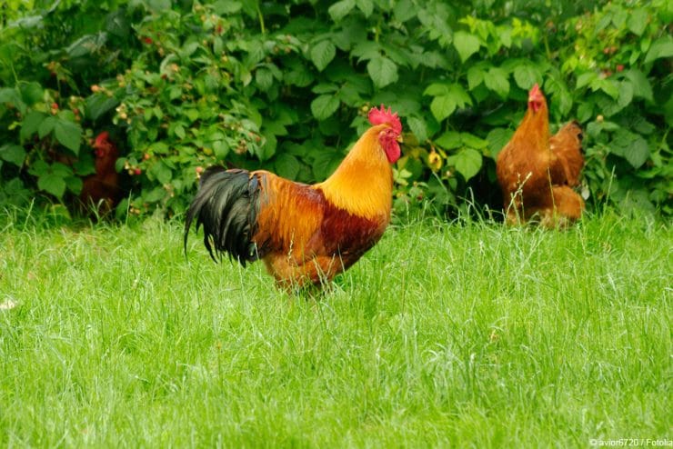 Hühnerrassen | Übersicht der Hühnerarten von A-Z mit Bild ...
