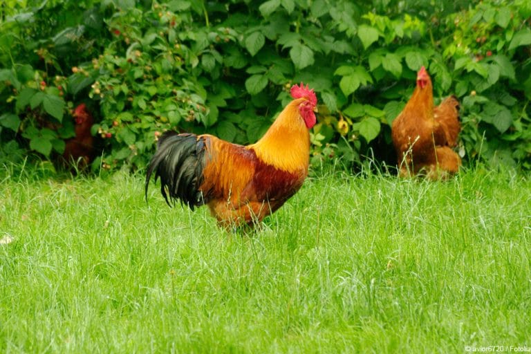 Hühnerrassen | Übersicht der Hühnerarten von A-Z mit Bild ...