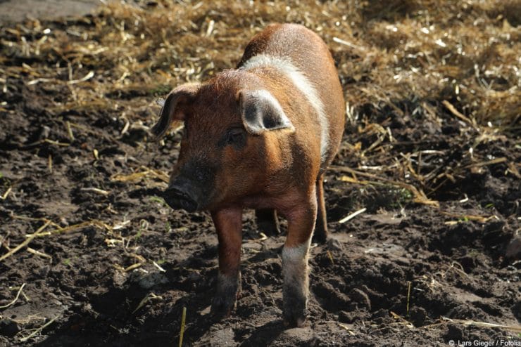 Was fressen Schweine? Ideales Schweinefutter und richtiges Füttern ...