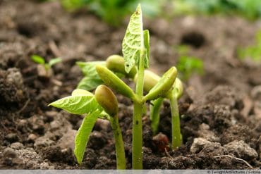 Bohnensorten von A-Z | 6 Bohnenarten mit Bild - Selbstversorger.de