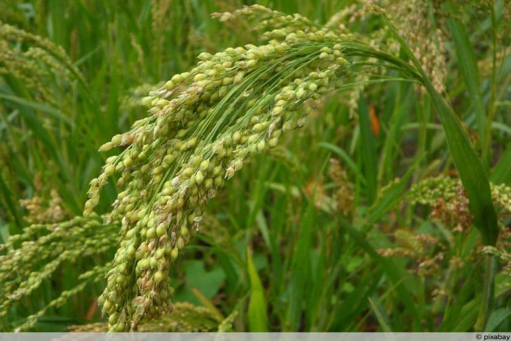 Getreidearten mit Bild: so erkennen Sie alle Getreidesorten | Übersicht ...