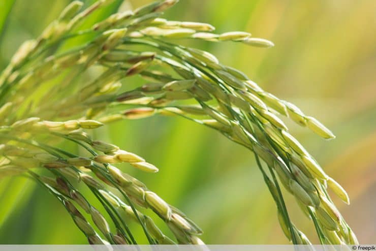 Getreidearten mit Bild: so erkennen Sie alle Getreidesorten | Übersicht ...