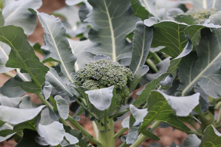 Kohlsorten mit Bild | 9 Kohlarten als Liste von A-Z | Kohlgemüse ...