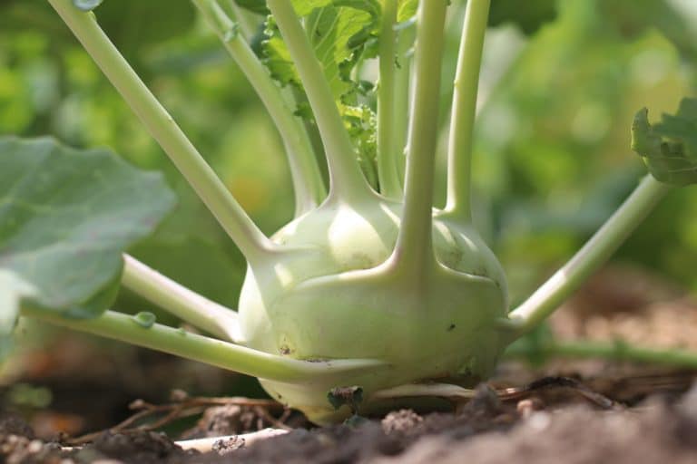 Kohlsorten mit Bild | 9 Kohlarten als Liste von A-Z | Kohlgemüse ...