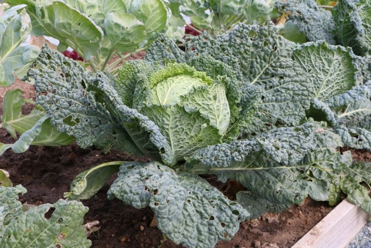 Kohlsorten mit Bild | 9 Kohlarten als Liste von A-Z | Kohlgemüse ...