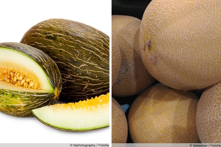 Melonenarten mit Bild | 40 Melonensorten | Auflistung von A-Z ...