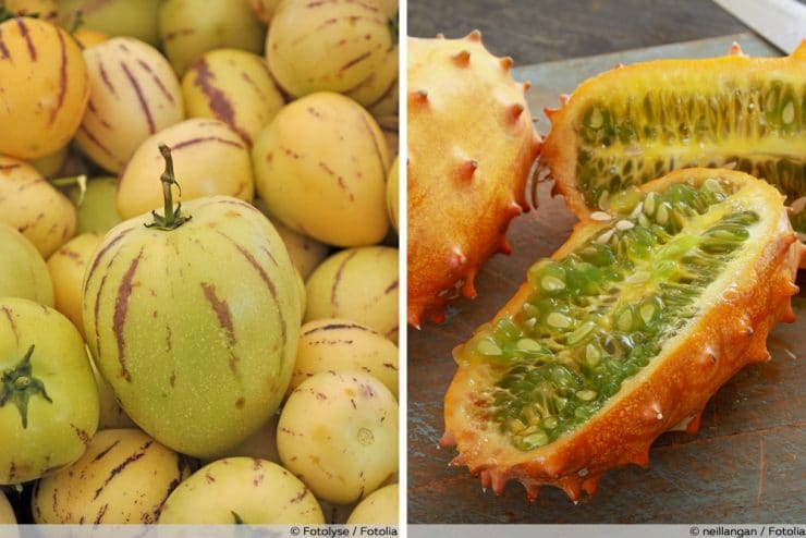 Melonenarten mit Bild | 40 Melonensorten | Auflistung von A-Z ...