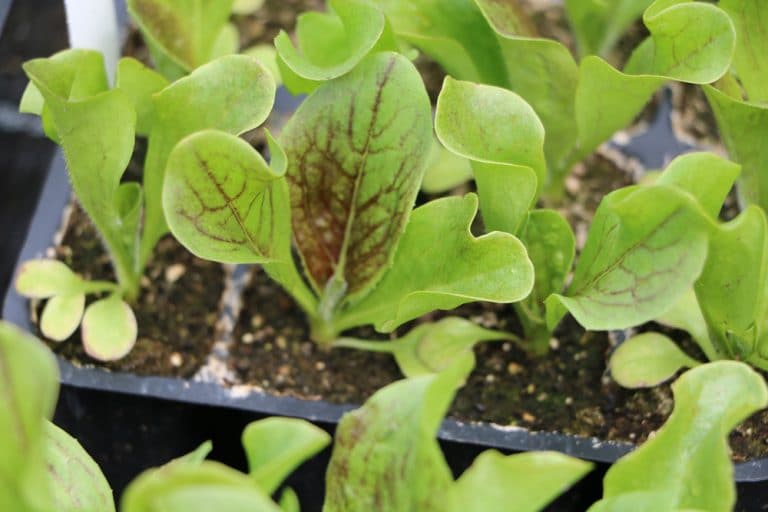 Salatsorten: alte und neue Salatarten mit Bild | Liste - Selbstversorger.de