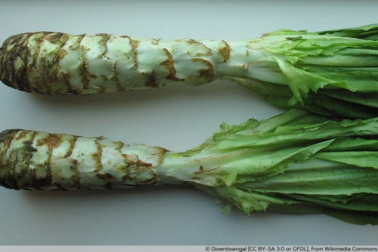 Salatsorten: alte und neue Salatarten mit Bild | Liste - Selbstversorger.de