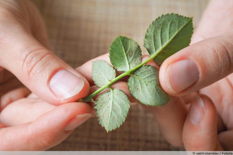 Kleine rote Spinnen überall: was tun beim Befall mit Spinnmilben ...