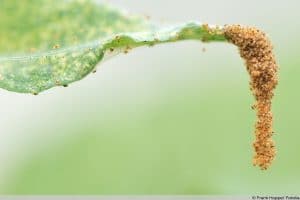 13 Apfelbaum-Krankheiten von A-Z | Übersicht - Selbstversorger.de