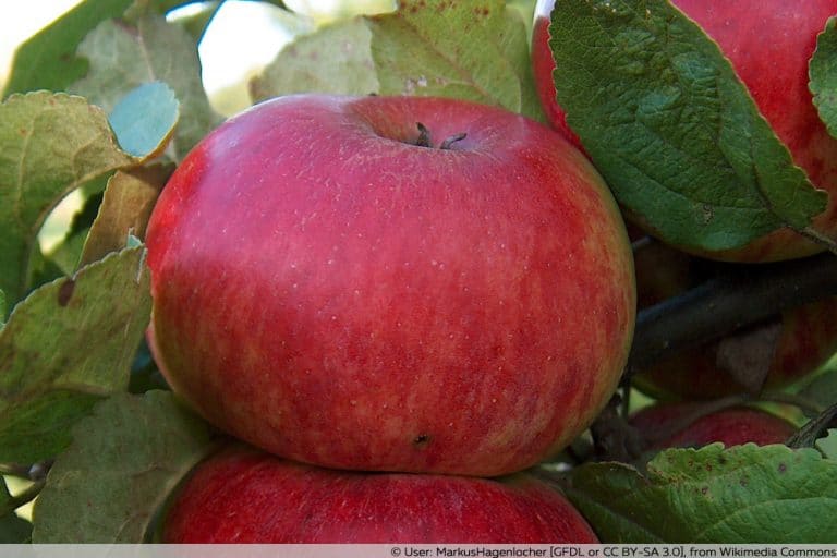 Alte Apfelsorten von A-Z | Liste alter Sorten in Deutschland ...
