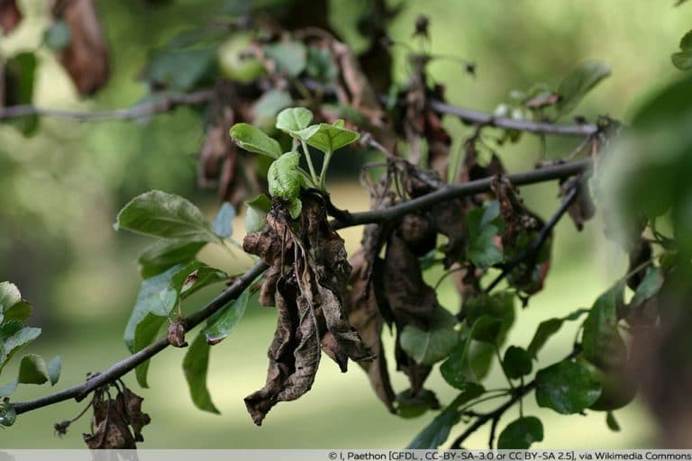 Apfelbaum Braune Blatter