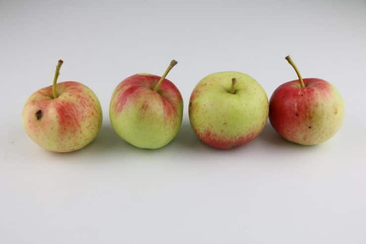 Apfelsorten von A-Z in Deutschland - frühe & späte Sorten | Übersicht ...