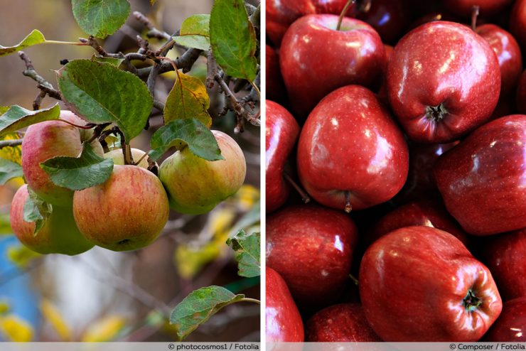 Alte Apfelsorten von A-Z | Liste alter Sorten in Deutschland ...