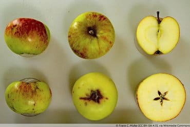Apfelsorten von A-Z in Deutschland - frühe & späte Sorten | Übersicht ...