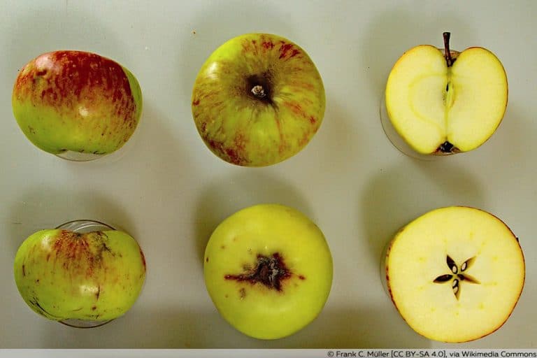 Apfelsorten von A-Z in Deutschland - frühe & späte Sorten | Übersicht ...