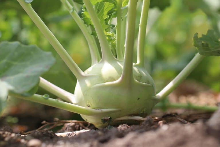 Kohlrabi ernten: wann ist seine Erntezeit? Wie groß wachsen lassen ... Kohlrabi ernten: wann ist seine Erntezeit? Wie groß wachsen lassen ...