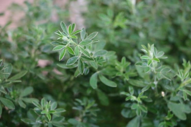 Tiefwurzler: was ist das? 15 tiefwurzelnde Bäume und Sträucher - Selbstversorger.de