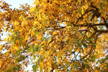 Tiefwurzler: was ist das? 15 tiefwurzelnde Bäume und Sträucher - Selbstversorger.de