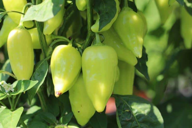 55 Chilisorten im Überblick | Interessante Sorten für den Eigenanbau ...