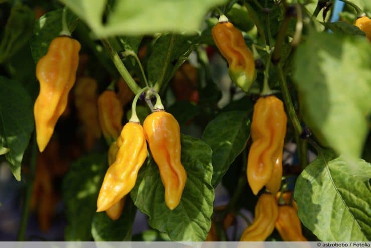 55 Chilisorten im Überblick | Interessante Sorten für den Eigenanbau ...
