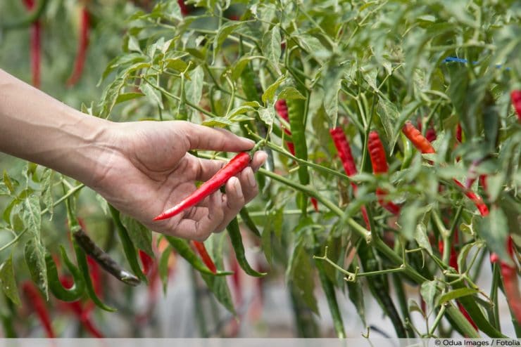 55 Chilisorten im Überblick | Interessante Sorten für den Eigenanbau ...
