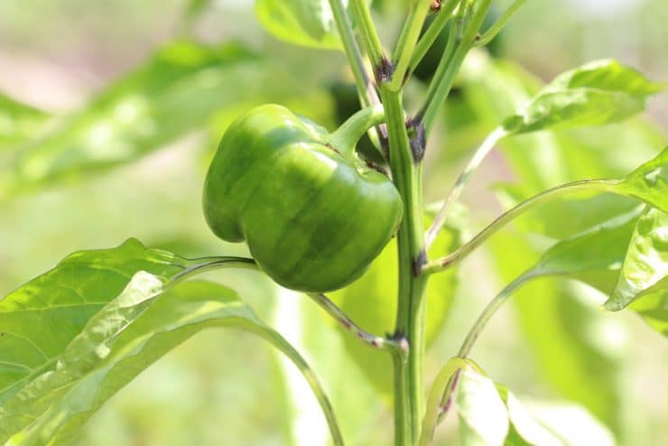 55 Chilisorten im Überblick | Interessante Sorten für den Eigenanbau ...