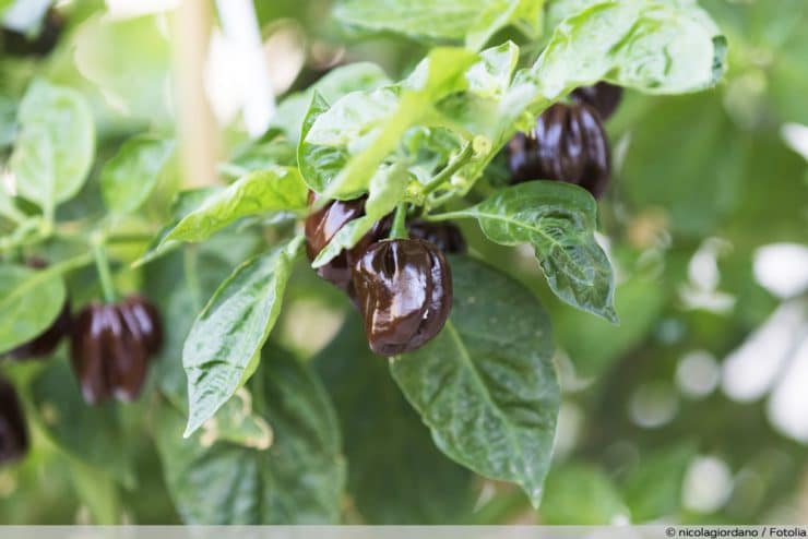 55 Chilisorten im Überblick | Interessante Sorten für den Eigenanbau ...