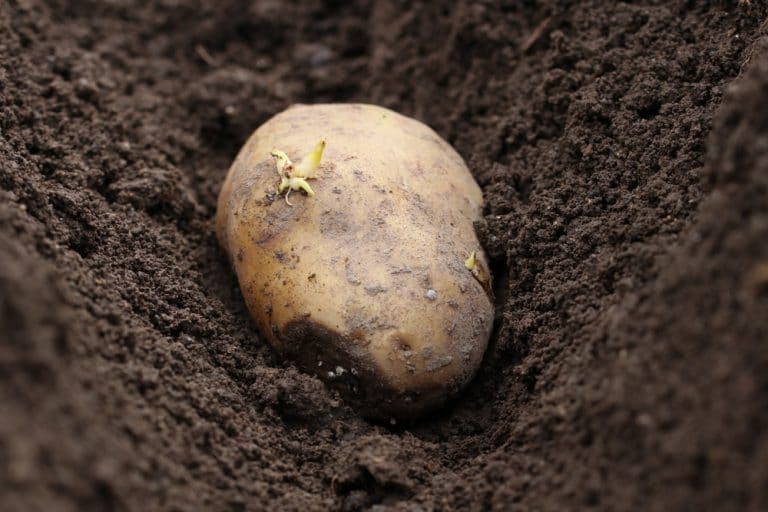 Wann Kartoffeln Anhaufeln