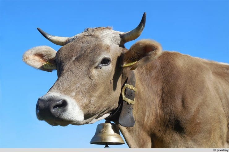 10 Rinderrassen von A-Z | Beliebte, kleine und seltene Rinder ...