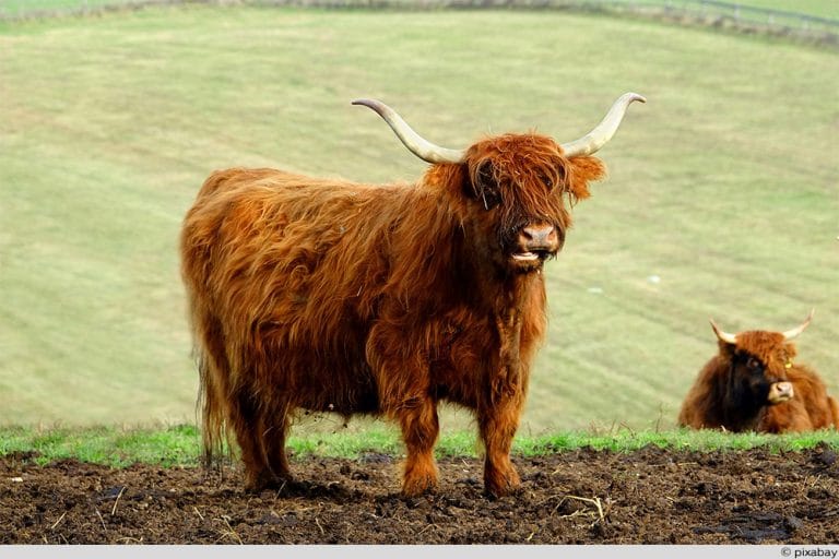 10 Rinderrassen von A-Z | Beliebte, kleine und seltene Rinder ...