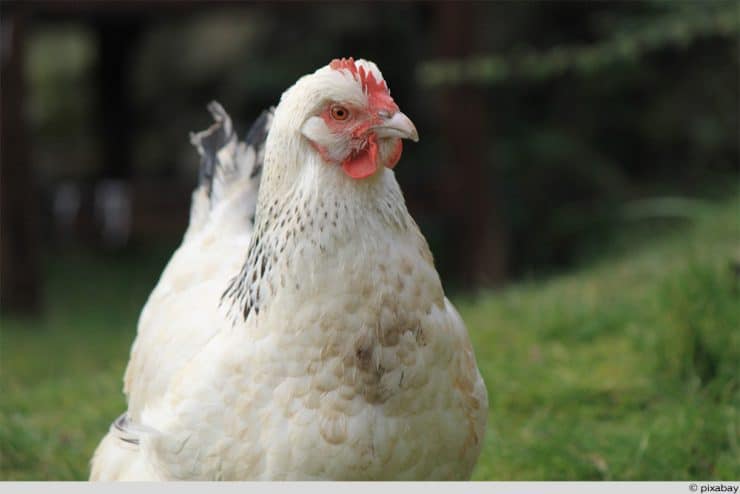 Sundheimer Huhn: Steckbrief, Legeleistung und Haltung - Selbstversorger.de