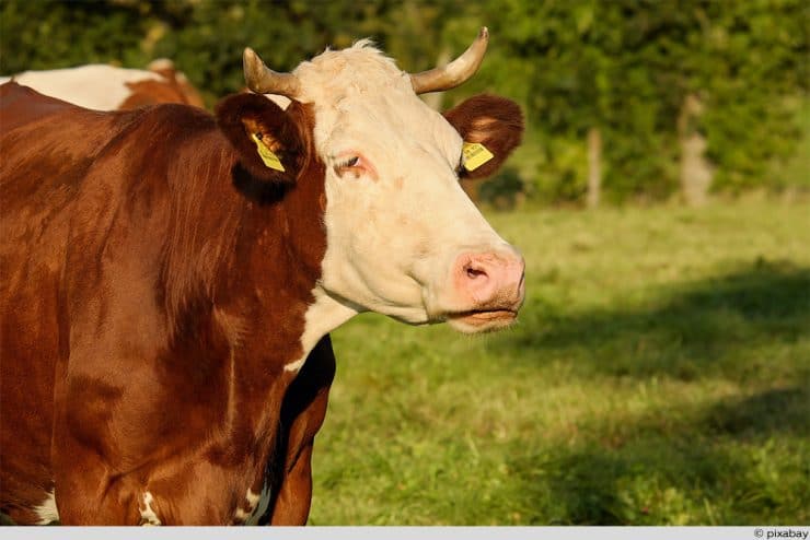10 Rinderrassen von A-Z | Beliebte, kleine und seltene Rinder ...