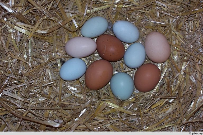 Araucana-Huhn | Legeleistung, Haltung & Besonderheiten - Selbstversorger.de