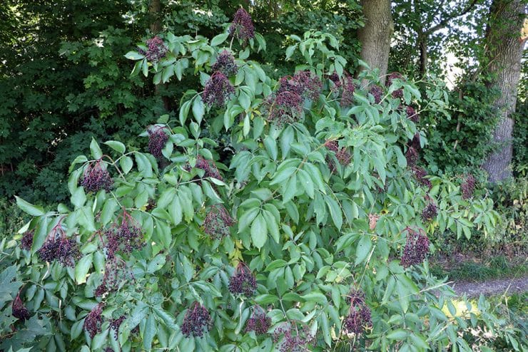 Vorsicht giftig | Holunder und Zwergholunder unterscheiden ...