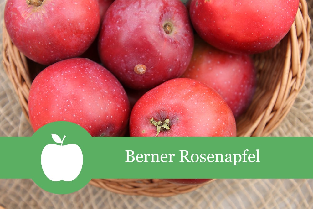 Berner Rosenapfel | Geschmack, Beschreibung & Verwendung ...