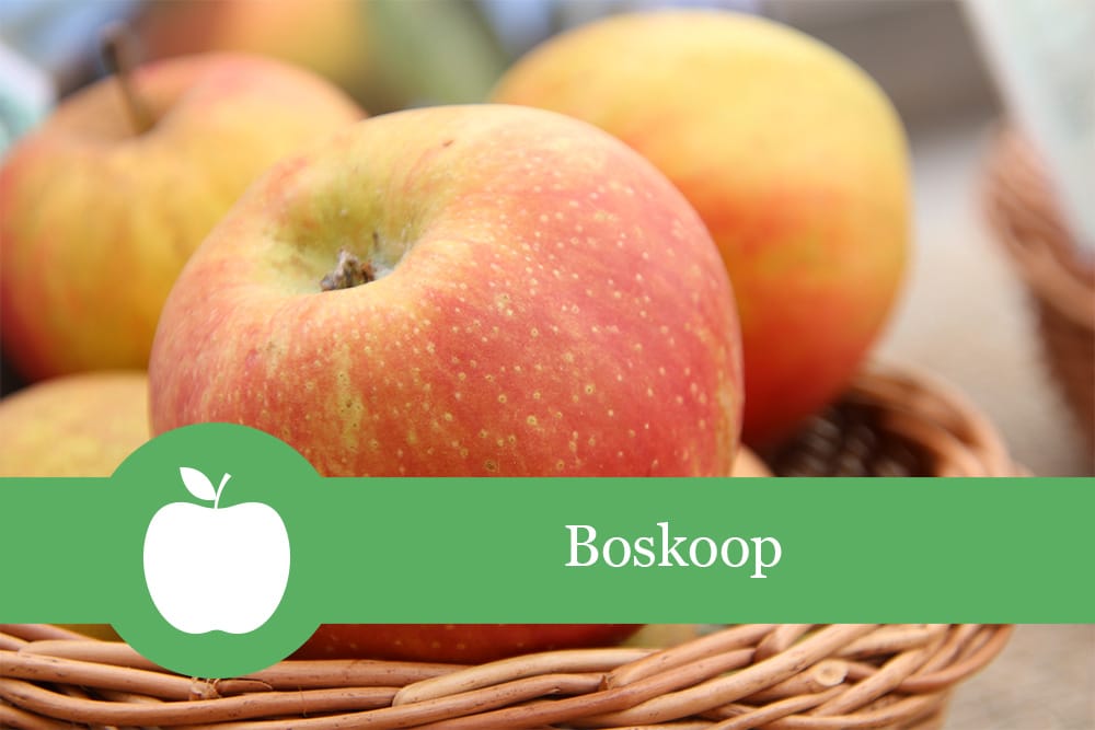 Apfel 'Boskoop' | Geschmack, Herkunft & Erntezeit - Selbstversorger.de