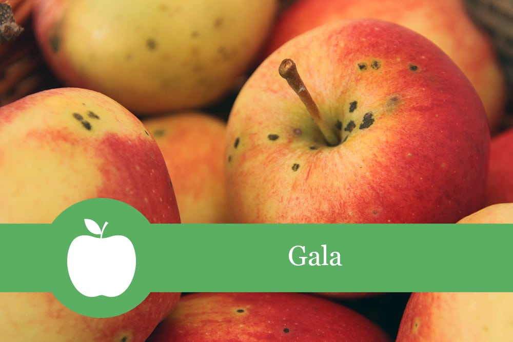 Apfel 'Gala' | Ernte, Lagerung & Geschmack - Selbstversorger.de