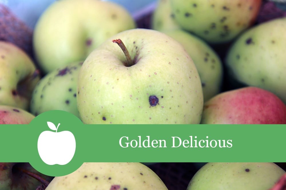 Apfel 'Golden Delicious' | Geschmack, Erntezeit & Herkunft ...