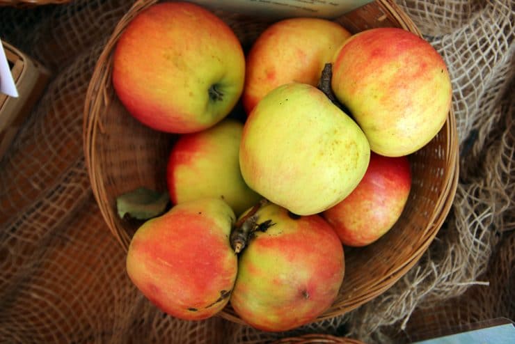 Apfel 'Elstar' | Beschreibung, Ernte & Geschmack - Selbstversorger.de