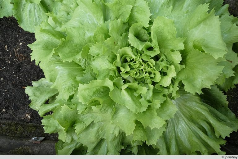 Endivien säen: wann und wie? | Zeitpunkt und Anleitung - Selbstversorger.de