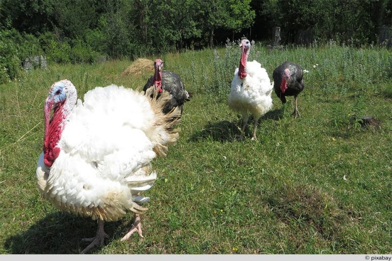 Puten halten: Wesen, Haltung, Besonderheiten - Selbstversorger.de