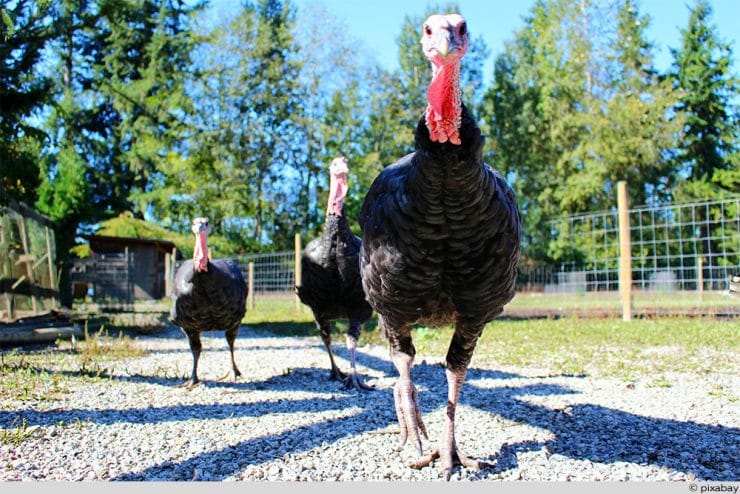 Puten halten: Wesen, Haltung, Besonderheiten - Selbstversorger.de