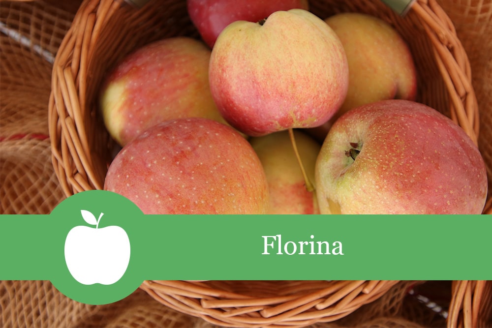 Apfel 'Florina' | Beschreibung, Befruchter & Ernte - Selbstversorger.de