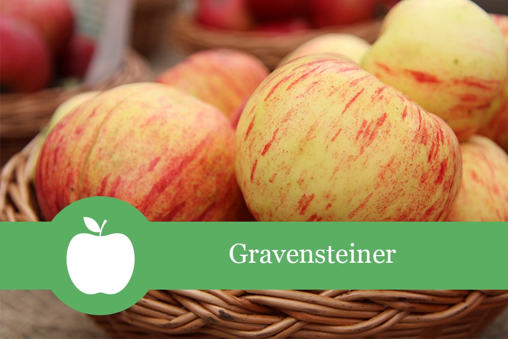 Apfel 'Gravensteiner' | Befruchter, Ernte, Lagerung - Selbstversorger.de