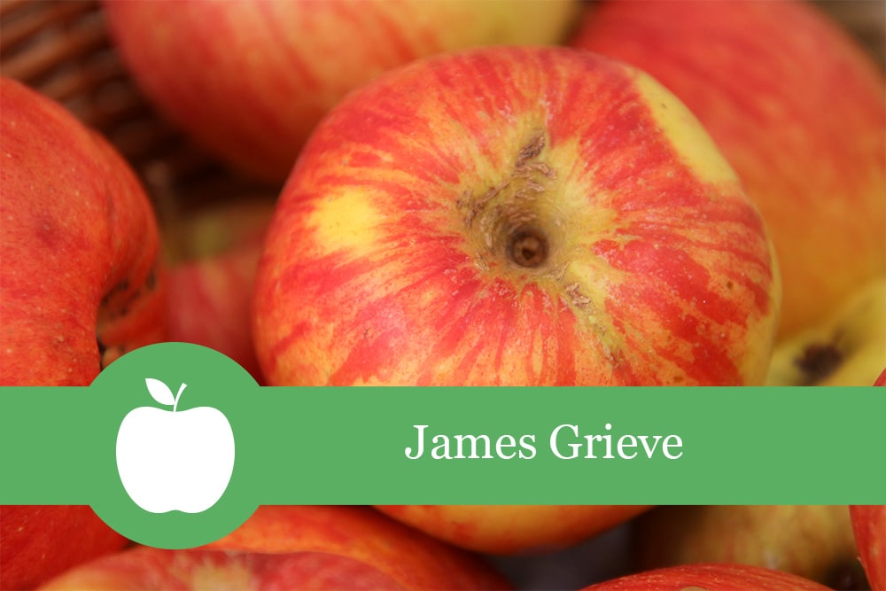 Apfel 'James Grieve' | Befruchter, Ernte & Geschmack - Selbstversorger.de